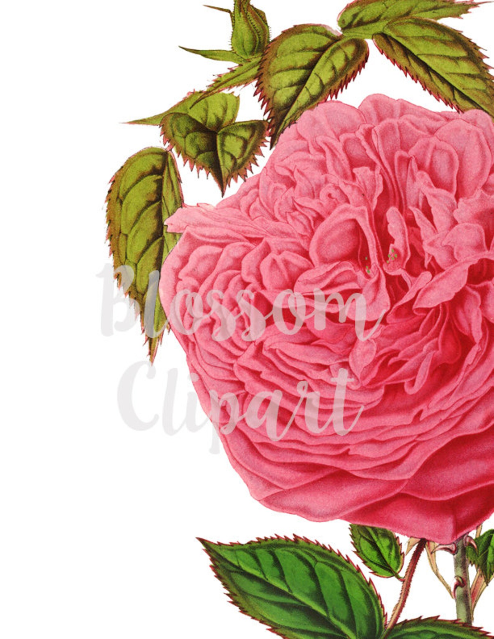 Vintage Pink RosesFloral Clipart Digital Download Vintage | Etsy