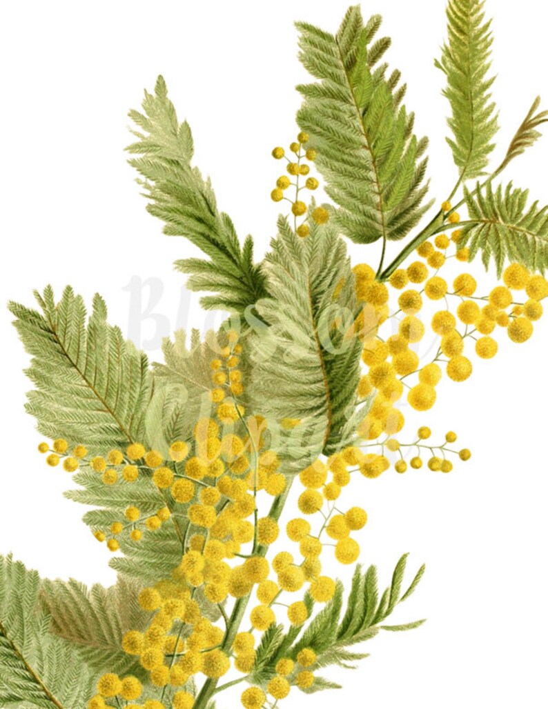 Foliage Clip Art Vintage Graphic Leaves Clipart for - Etsy