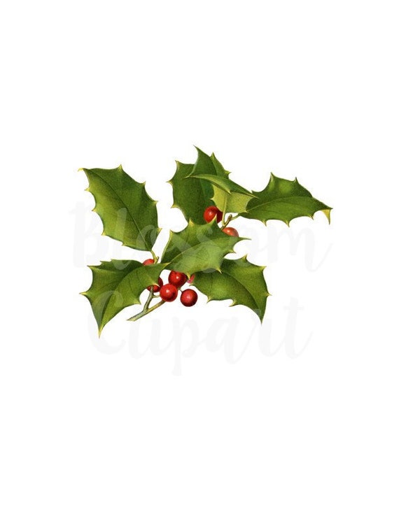Vintage Christmas Holly Clipart