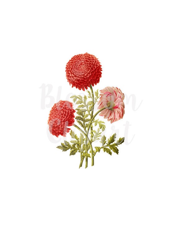 Flower Digital Download Botanicals Vintage Graphic for | Etsy