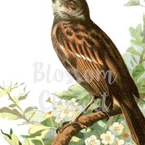 Clip Art Vintage Bird Clipart Vintage Bird Digital Download for ...