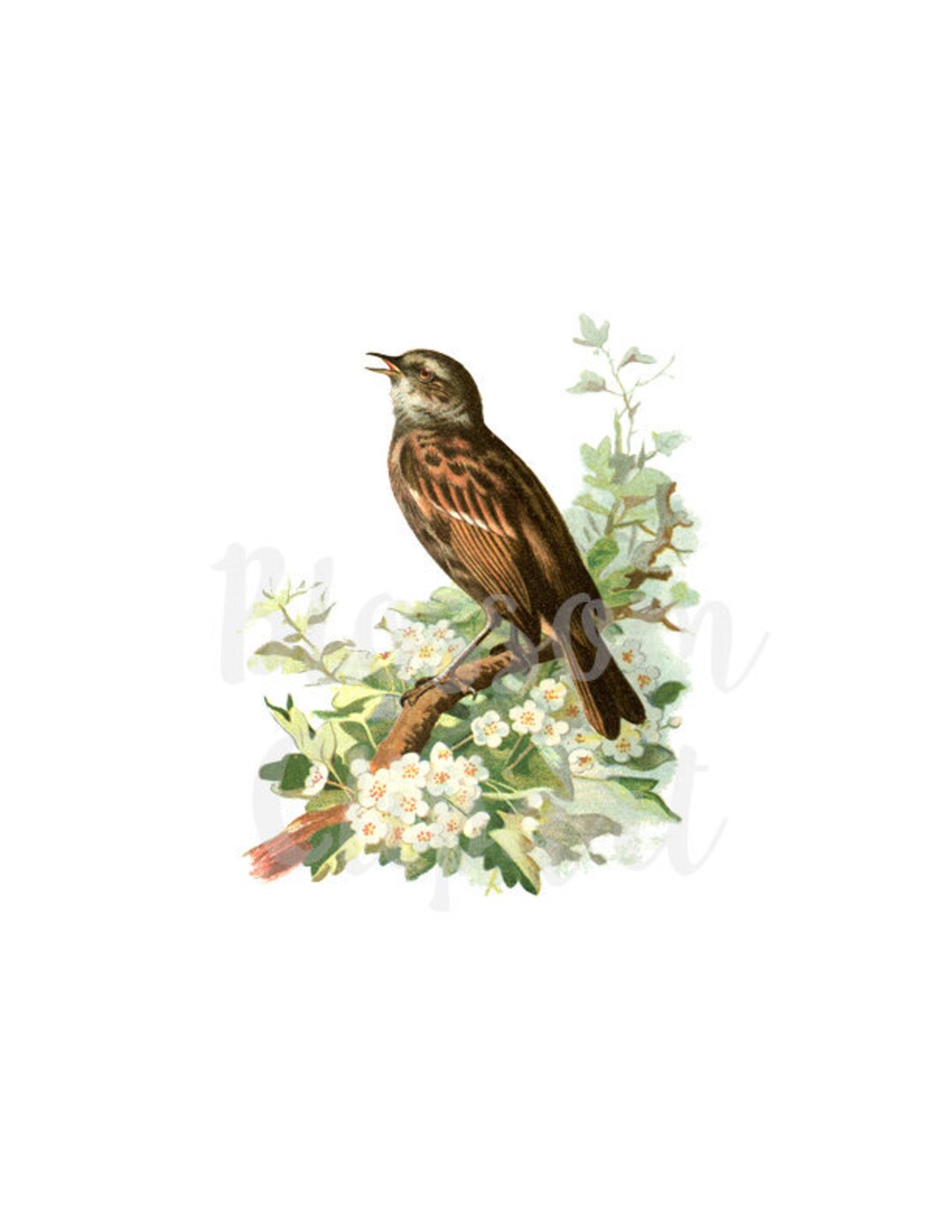 Clip Art Vintage Bird Clipart Vintage Bird Digital Download for ...