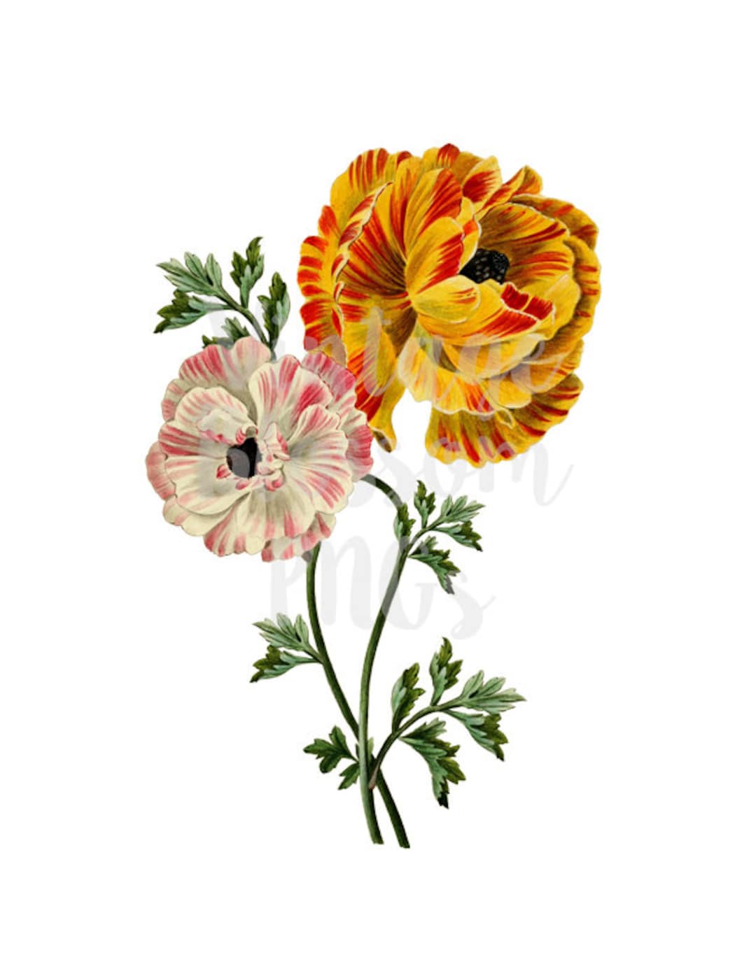 Vintage Flower Clipart Vintage Flowers Clip Art Vintage - Etsy