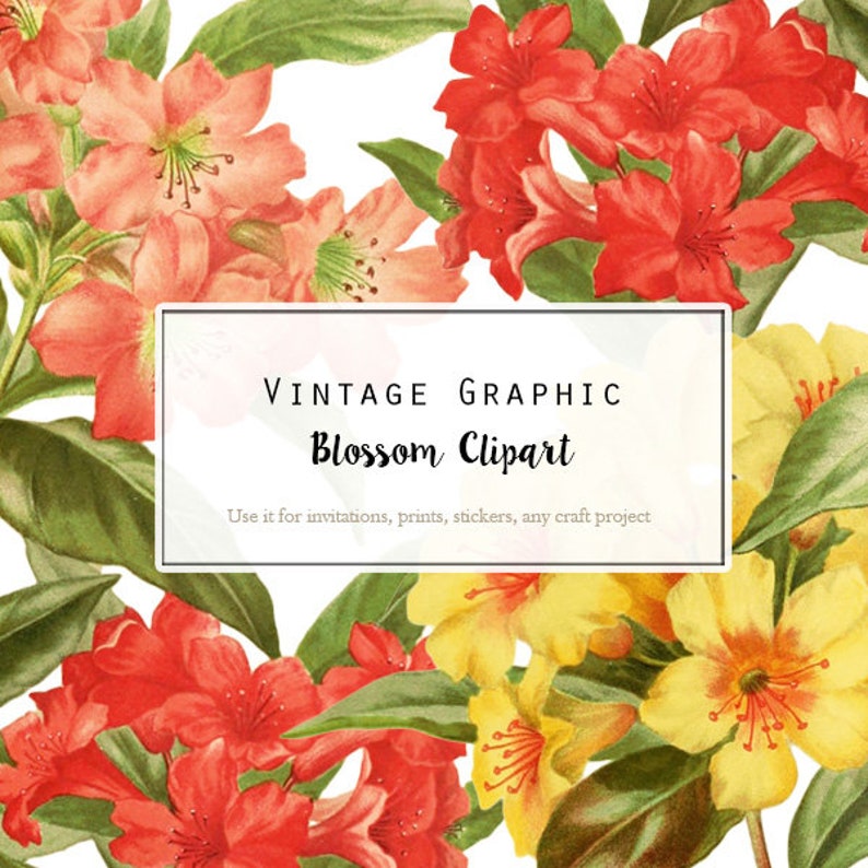 Clip Art Flower Digital Download Vintage Flower PNG | Etsy