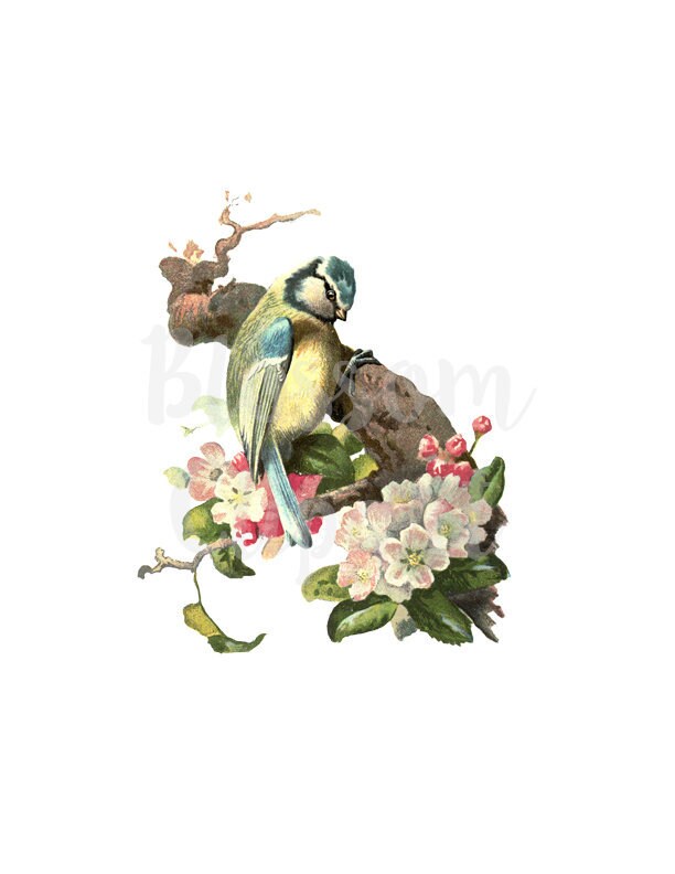 Vintage Bird Clipart Clip Art Bird Vintage Illustration - Etsy