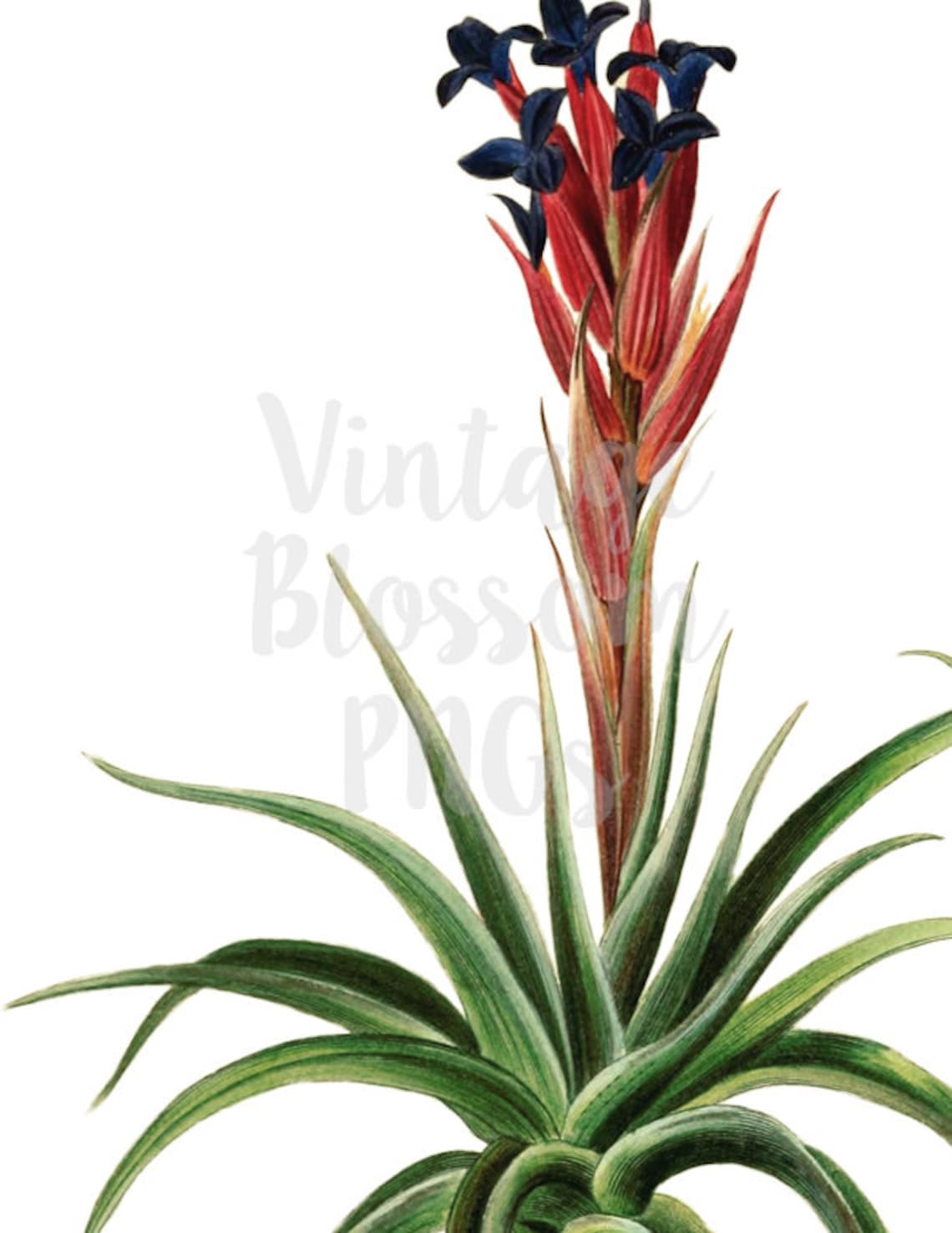 Air Plant Clipart Air Plant Illustration PNG Digital Donwload - Etsy