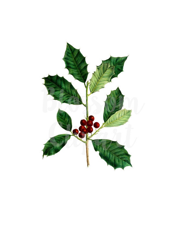 Christmas Holly Clipart Digital Download Clip Art Antique | Etsy