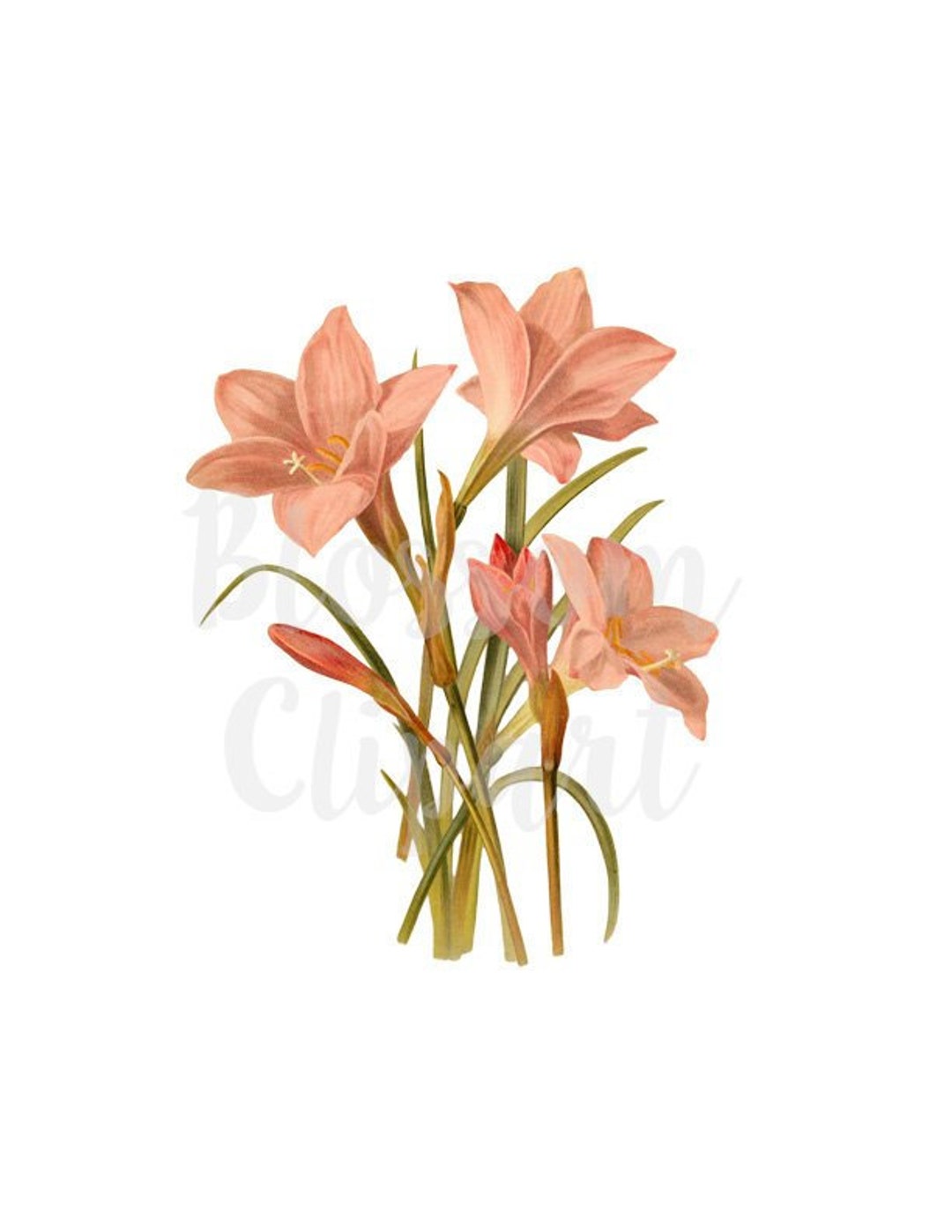 Vintage Flower Clipart Pink Floral Clip Art for Wedding - Etsy