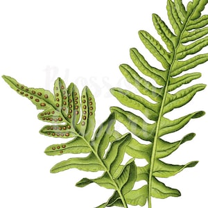 Leaves Clip Art Fern Illustration Digital Download for | Etsy