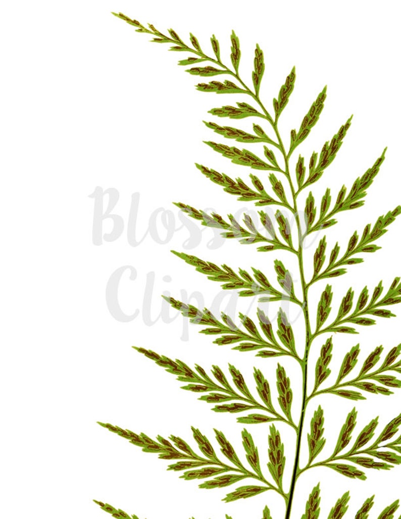 Clip Art Fern Leaf Vintage Leaves Clipart Vintage Graphic PNG - Etsy