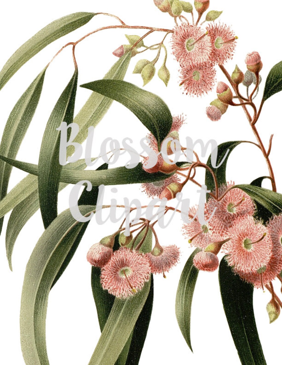 Flower Clipart Botanical Illustration Instant Download Image - Etsy