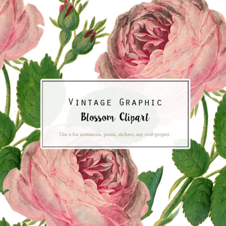 Download Shabby Chic Rose Clip art Digital Download Rose | Etsy