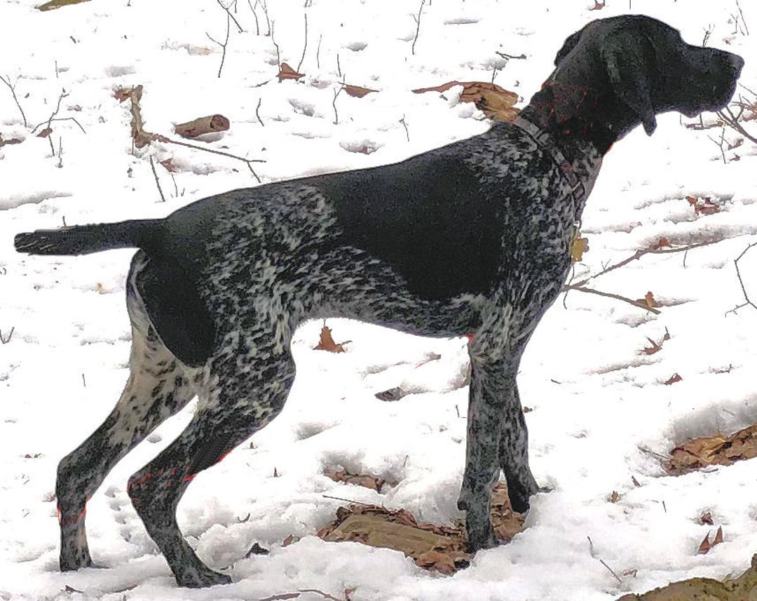 German Shorthaired Pointer on Point - Etsy
