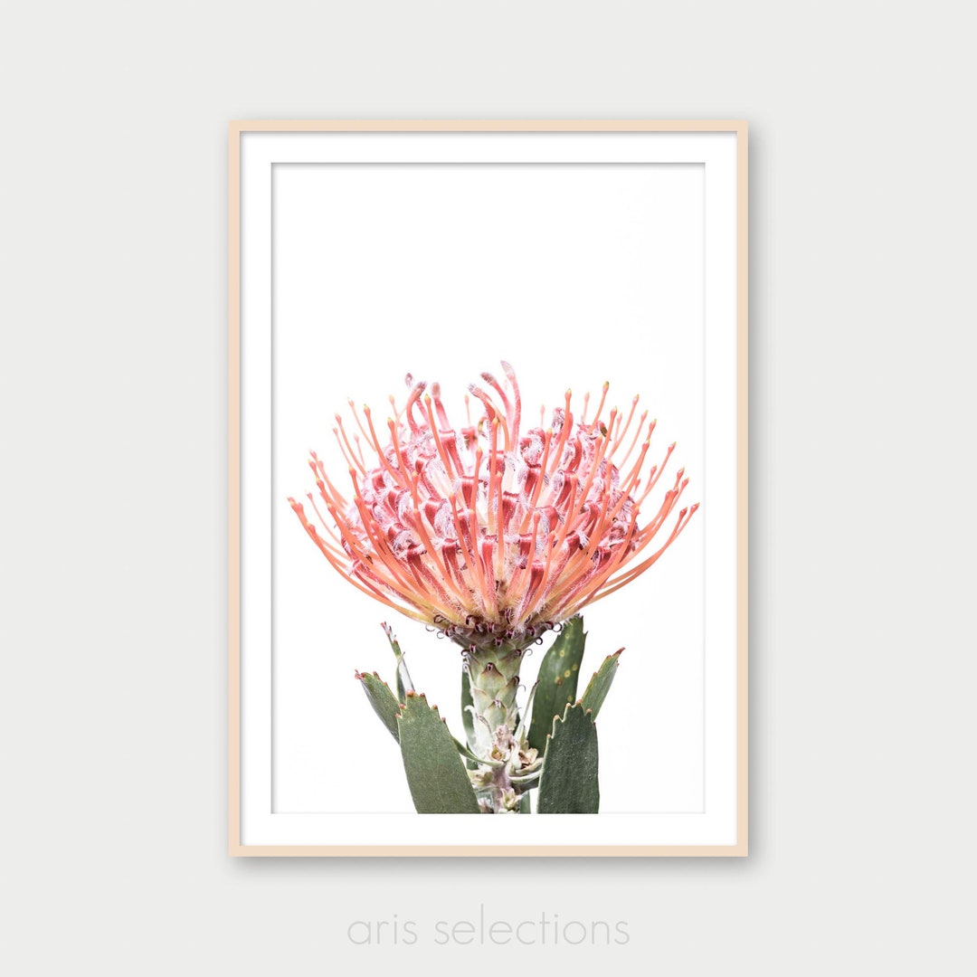 Protea Wall Art, Protea Flower - Etsy