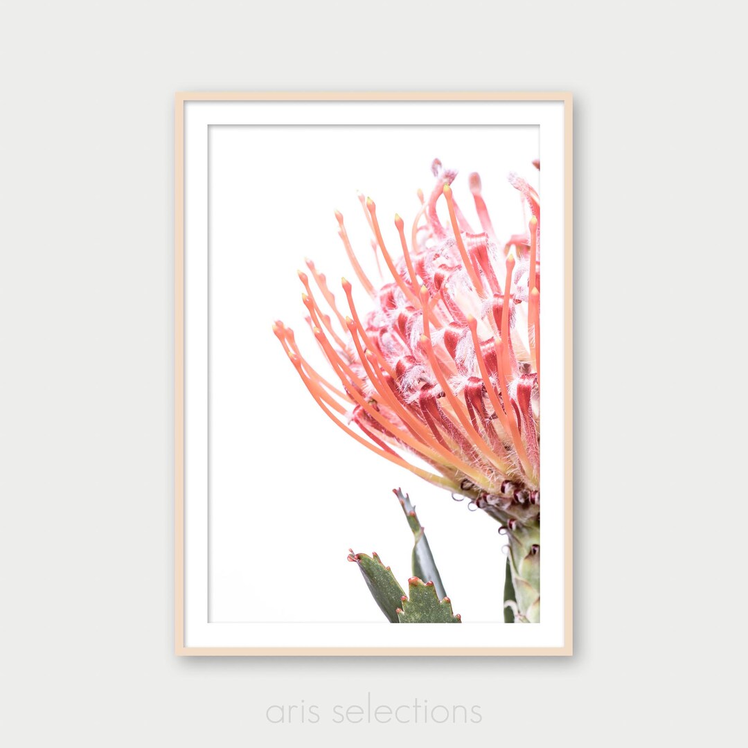 Protea Wall Art Poster - Etsy