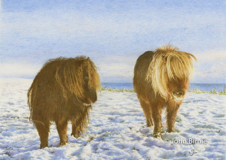 Shetland Ponies in Snow Scene, Coloured Pencil Drawing, A5, A4 Fine Art ...