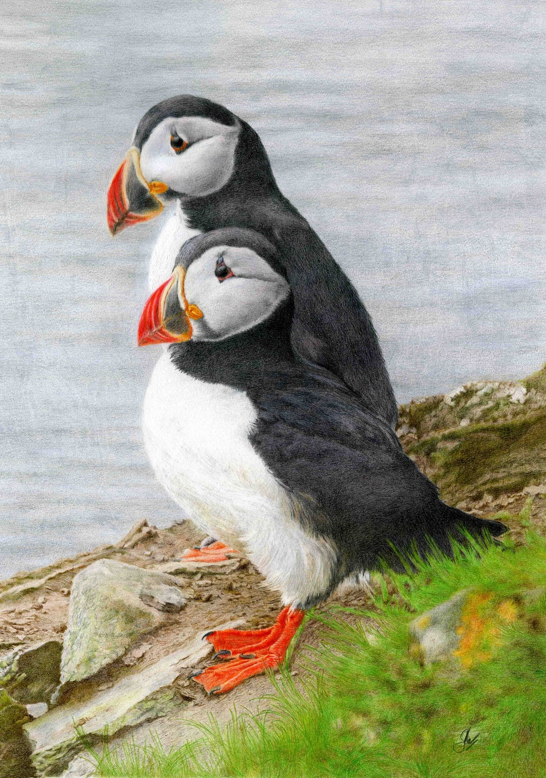 Atlantic Puffins Art, Wildlife, Nature, Bird Art, Coloured Pencil ...
