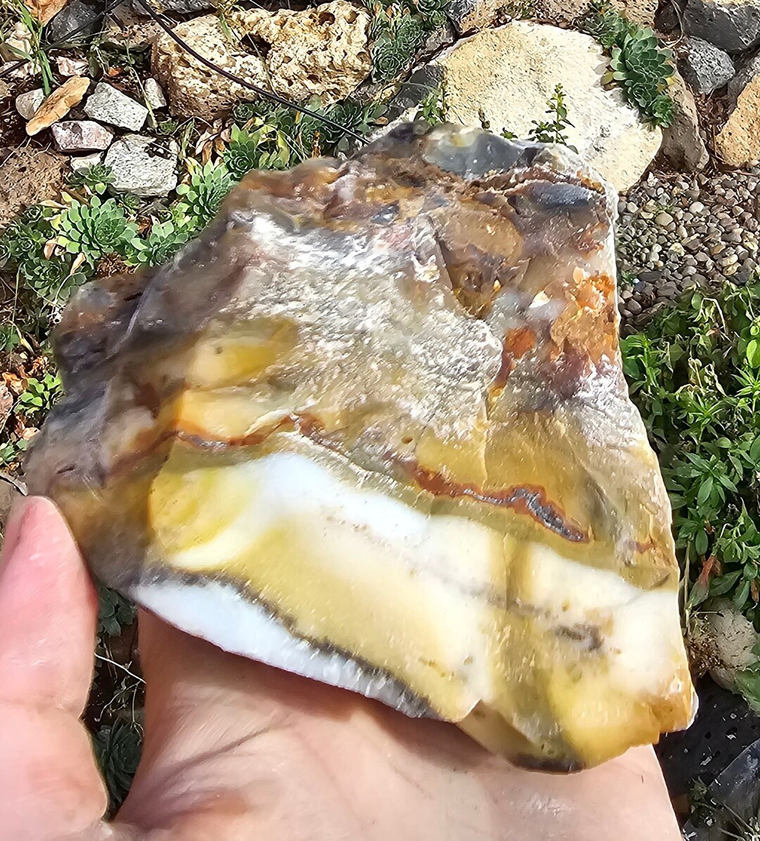 2.4 Lb Priday Polka Dot Agate Rough - Etsy