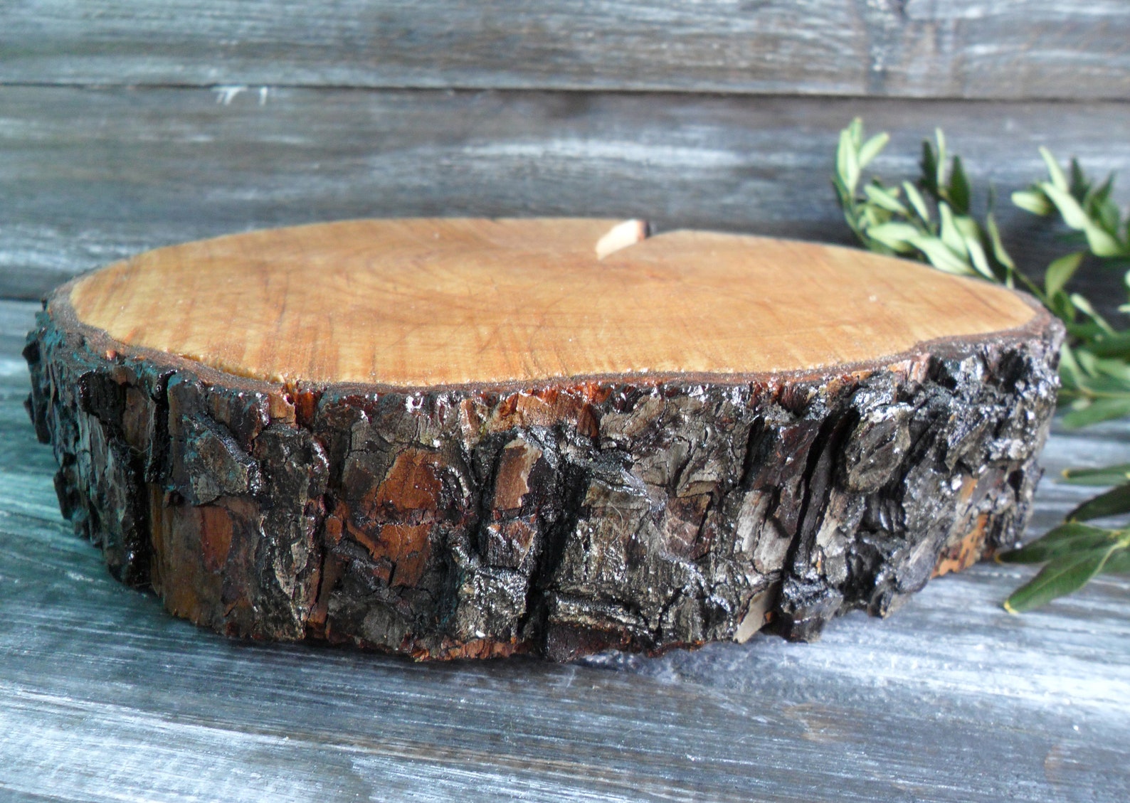 8 Inch Tree Slices for Tables Round Wood Discs 8 Wooden - Etsy Singapore