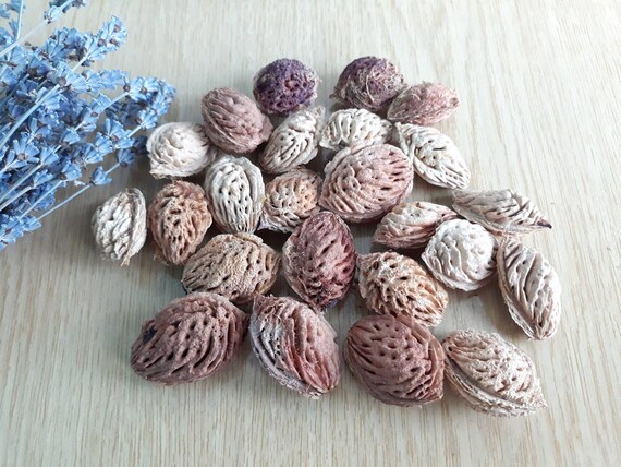 Set of 10 Peach Pit Peach Pits 10 Units Real Organic Dried | Etsy