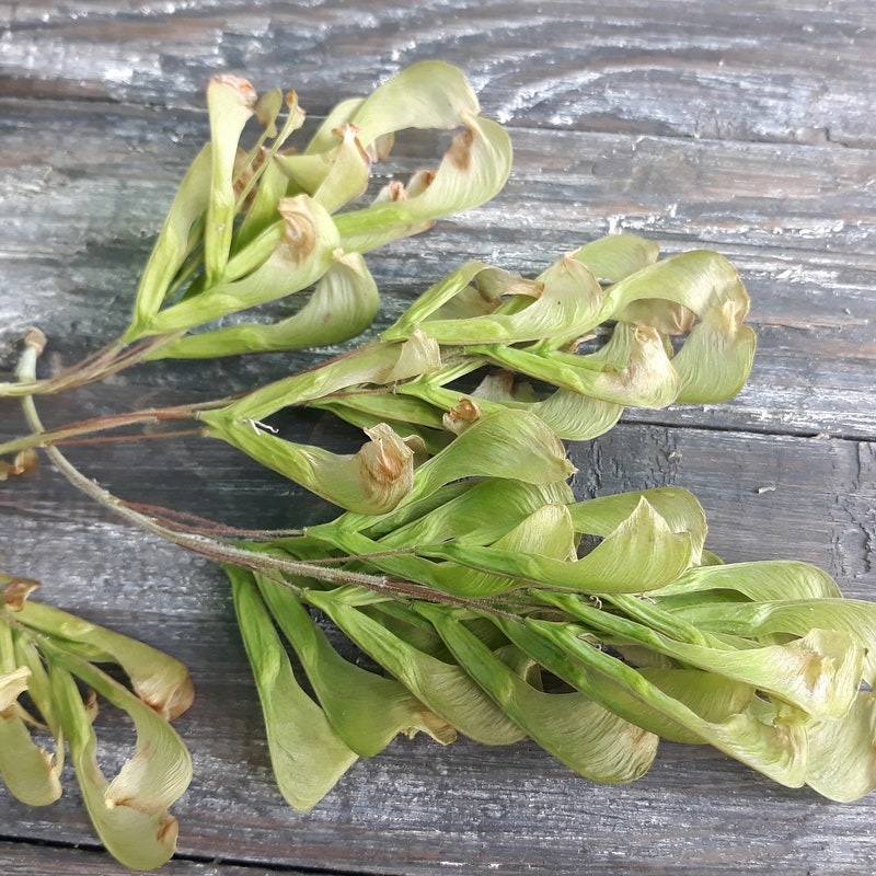 Helicopter Seed - Etsy