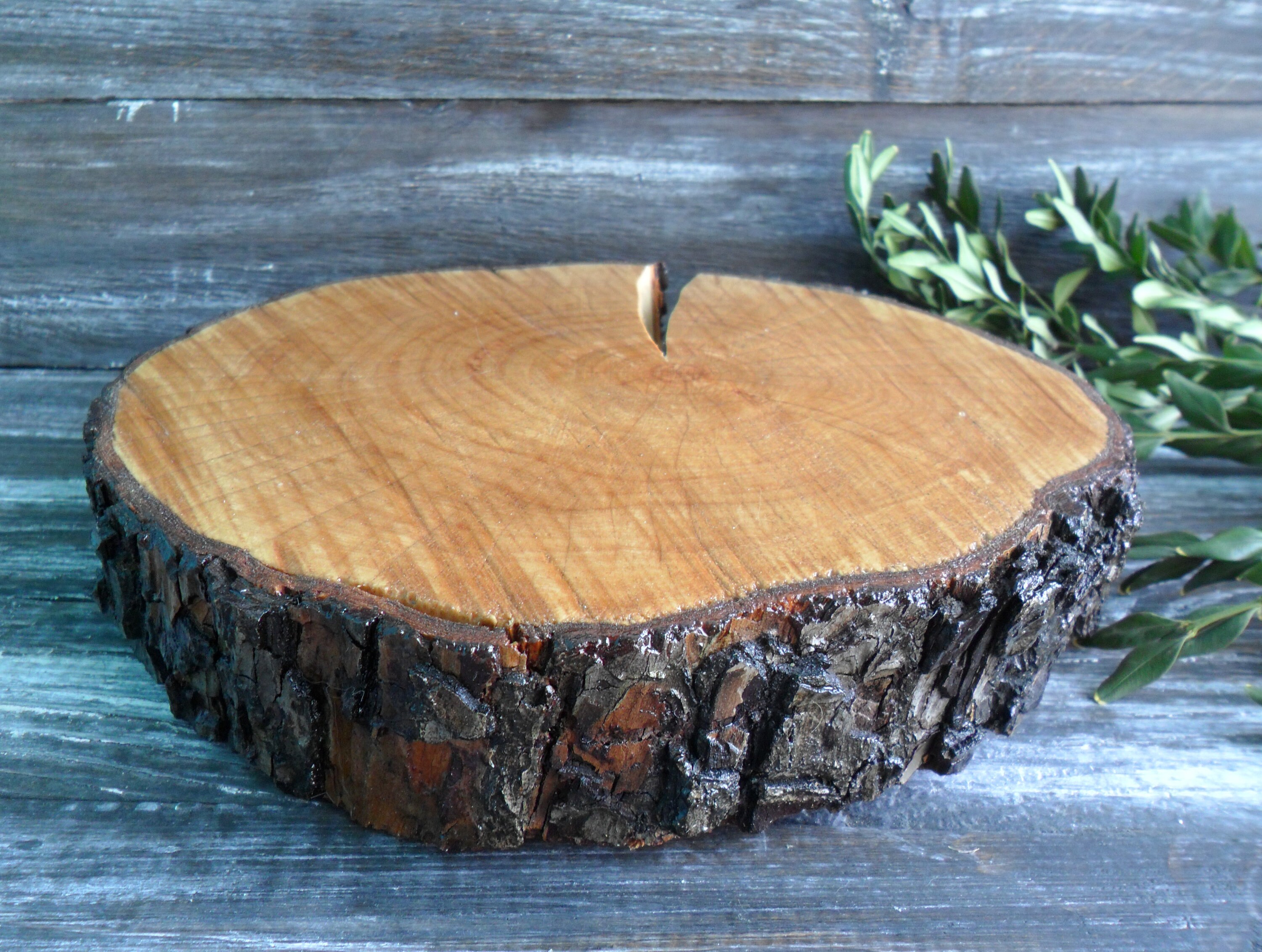 8 Inch Tree Slices for Tables Round Wood Discs 8 Wooden - Etsy Singapore