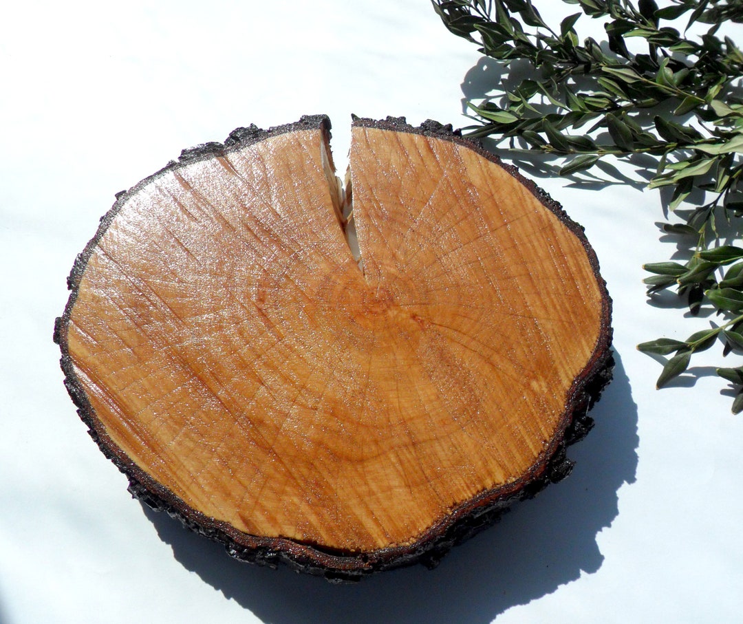 8" Varnished Tree Slice, Rustic Wood Coaster, Wedding Centerpiece - Etsy