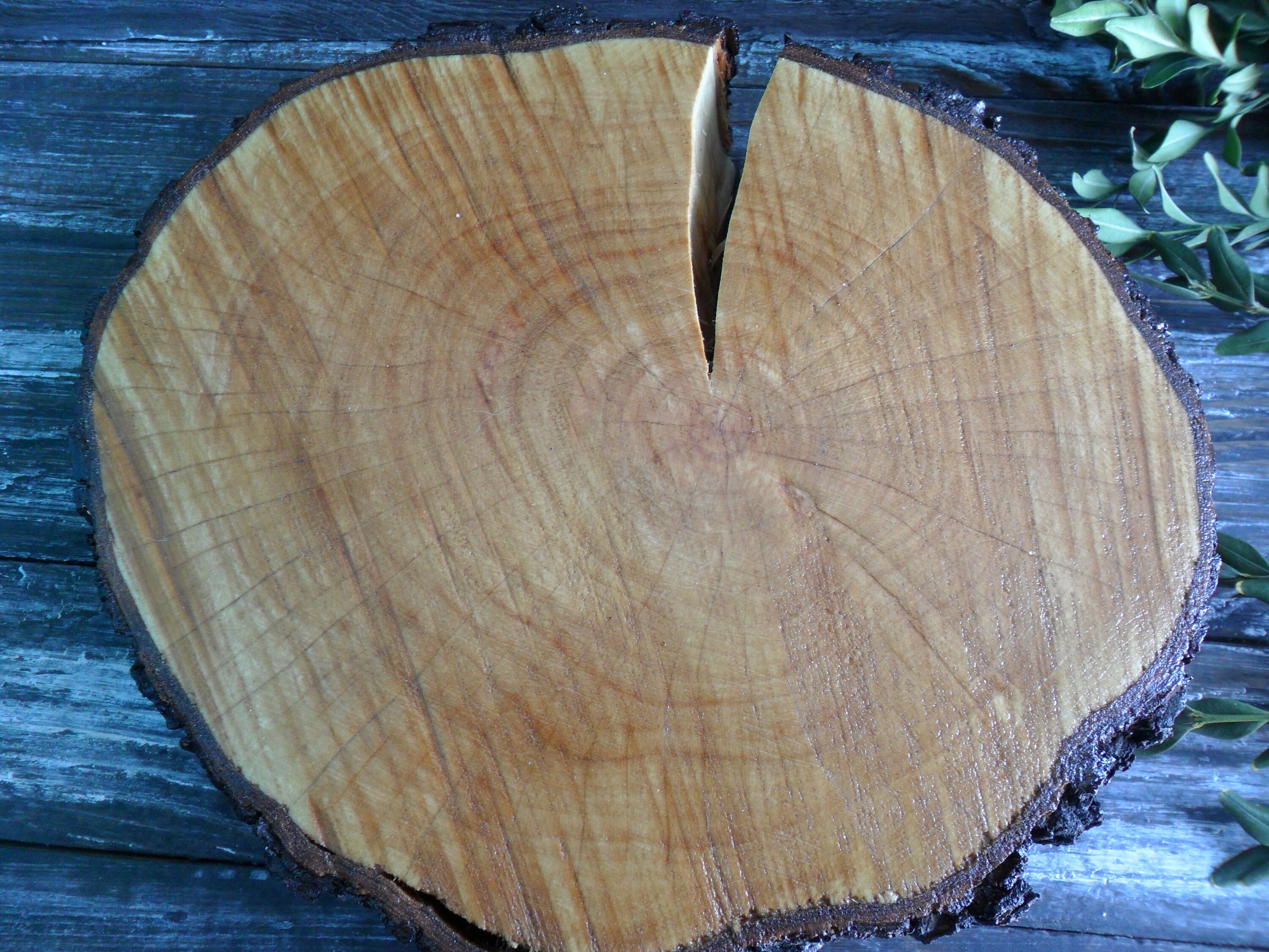 8 Inch Tree Slices for Tables Round Wood Discs 8 Wooden | Etsy