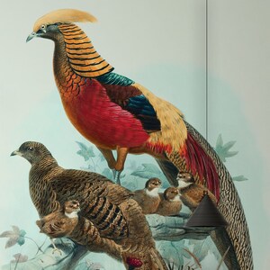 Colorful Bird Wallpaper, Wall Art Wallpaper Peel and Stick self ...