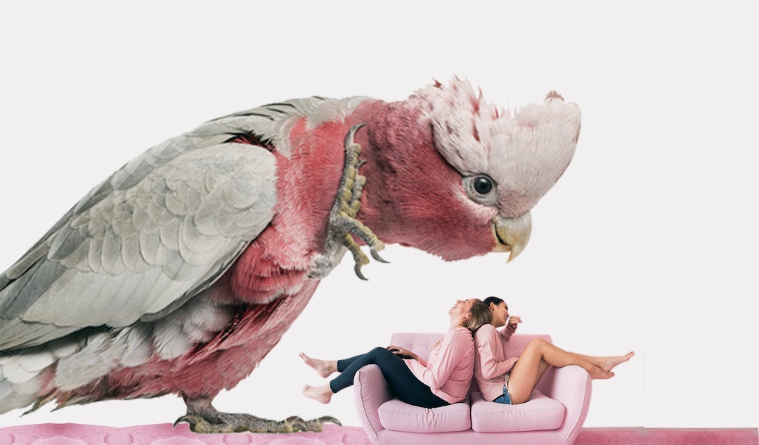 Parrot Wallpaper,home Decor,wall Art,peel and Stick-wall Decor-self ...