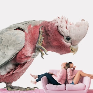 Parrot Wallpaper,home Decor,wall Art,peel and Stick-wall Decor-self ...