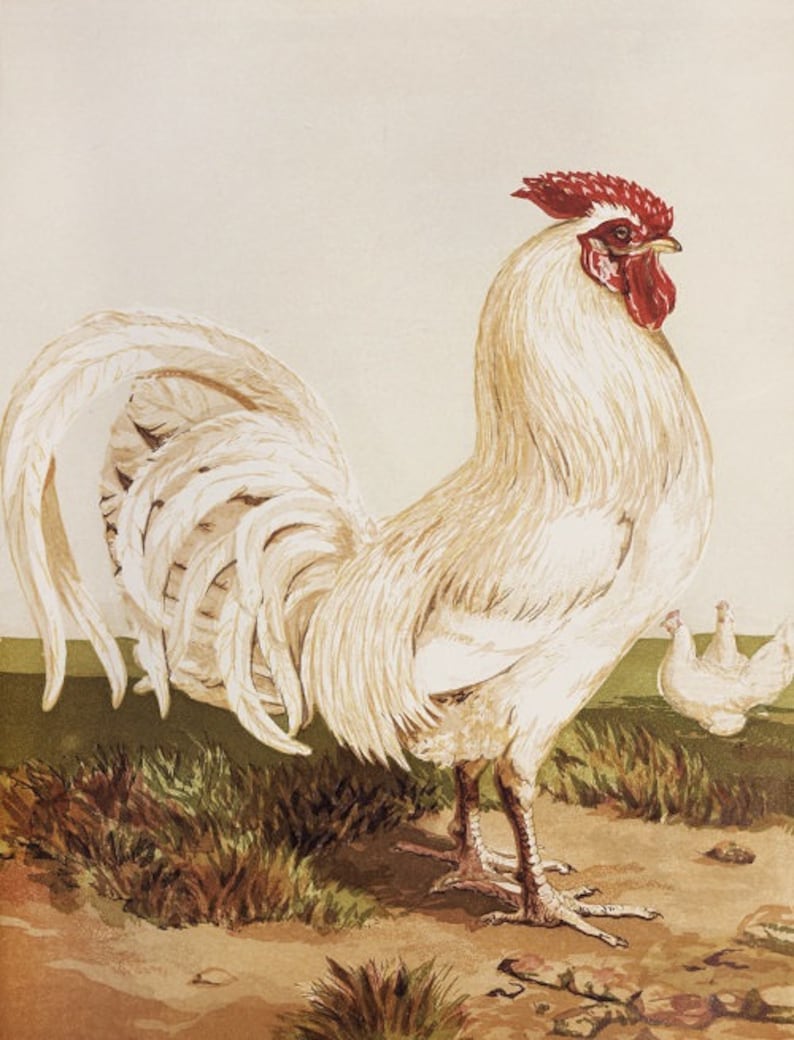 Vintage Chicken Wallpaper, Birds Collection Wall Art, Peel and Stick ...