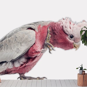 Parrot Wallpaper,home Decor,wall Art,peel and Stick-wall Decor-self ...