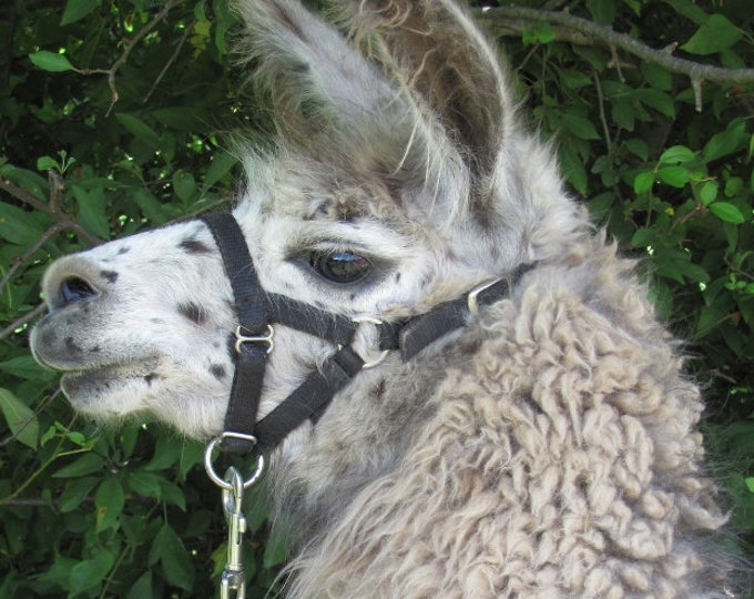 Alpaca / Llama Cria and Adult Halters and Lead Ropes - Etsy