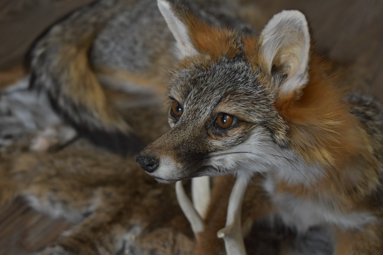 MADE TO ORDER Soft Mount Taxidermy Red or Gray Fox - Etsy