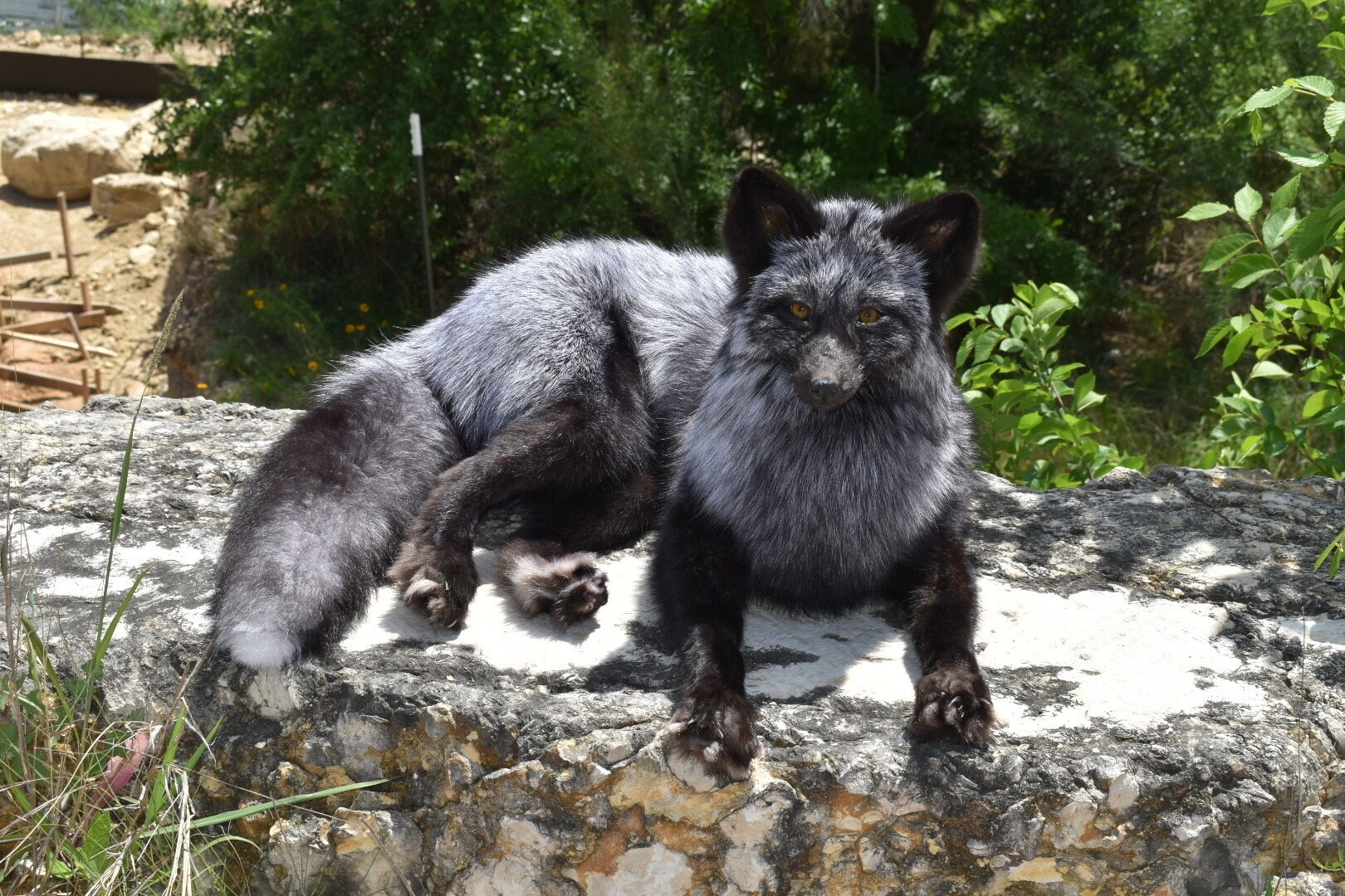 READ DESCRIPTION Custom Soft Mount Taxidermy Fox, Made to Order ...