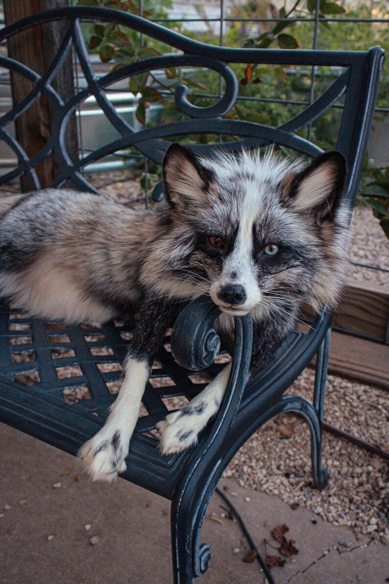 READ DESCRIPTION Custom Soft Mount Taxidermy Fox, Made to Order ...