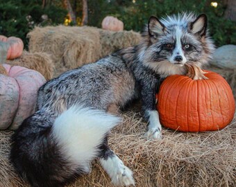 MADE TO ORDER Baby Fox Kit Taxidermy Soft Mount, Softmount Commission ...
