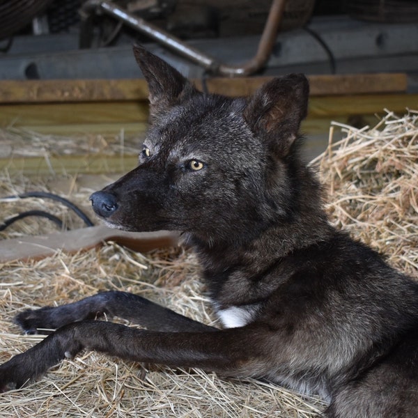 Taxidermy Soft Mount - Etsy