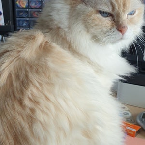 Ragdoll Cat and Sakura Whale Shark Iron-on Patches , Cute Cat Patch ...