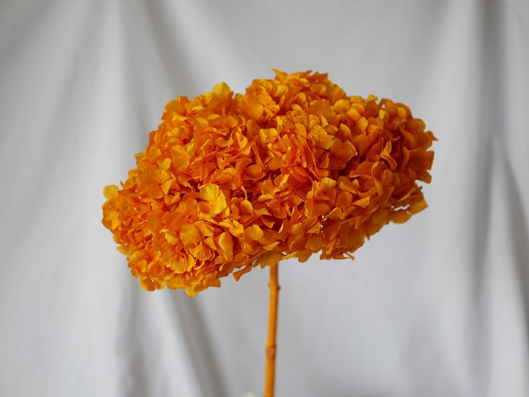 Big Petal Preserved Hydrangea Orange, Diy Resin, Jewelry, Home ...