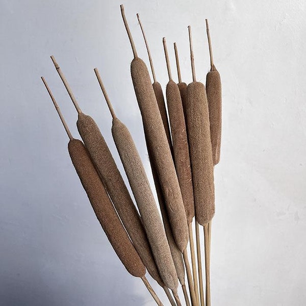 Dried Reeds - Etsy