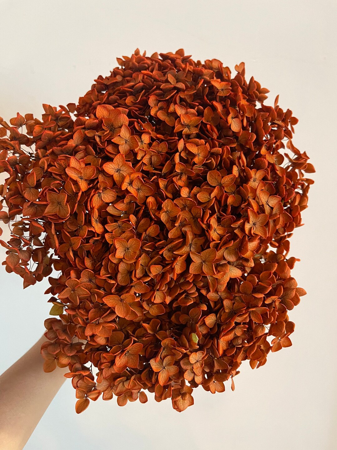 Preserved Metallic Hydrangea Rust Orange Terra-cotta, D18-20cm ...