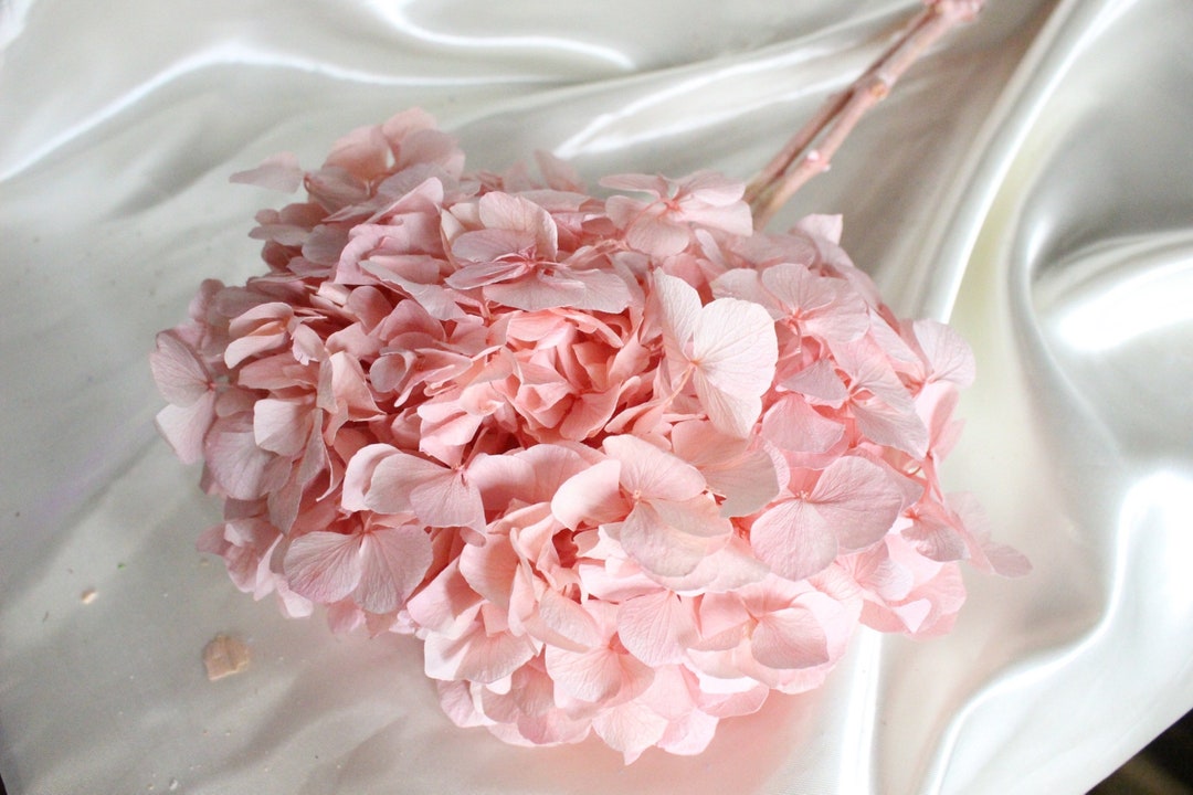 Big Petal Preserved Hydrangea Rose Powder, Diy Resin, Jewelry, Wedding ...