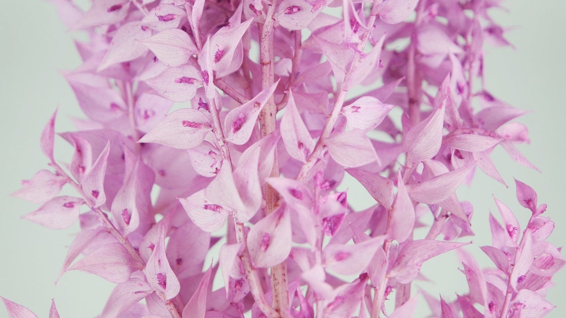 Preserved ruscus pink purple preserved foliage preserved | Etsy