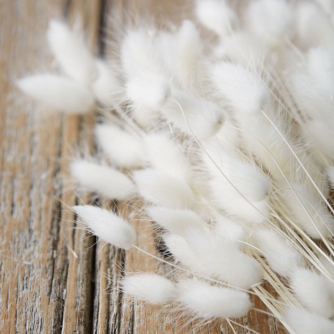 Snowy Lagurus Bleached, White Lagurus, Extra White Rabbit Tail, White Lagurus, Mini Pampas - Etsy
