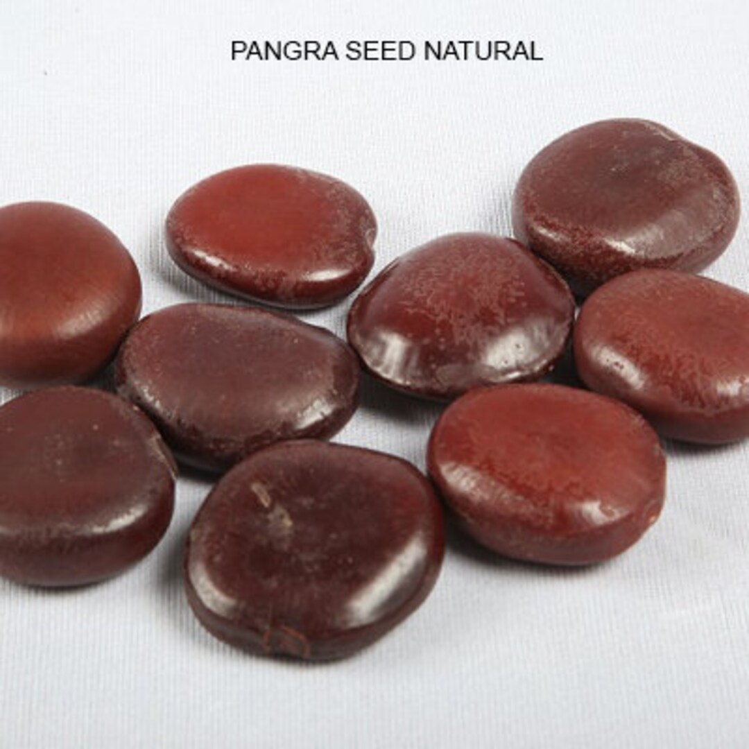 X 6 Large Brown Seed Pangra Beans Natural Bean Artist Bean Decoration ...