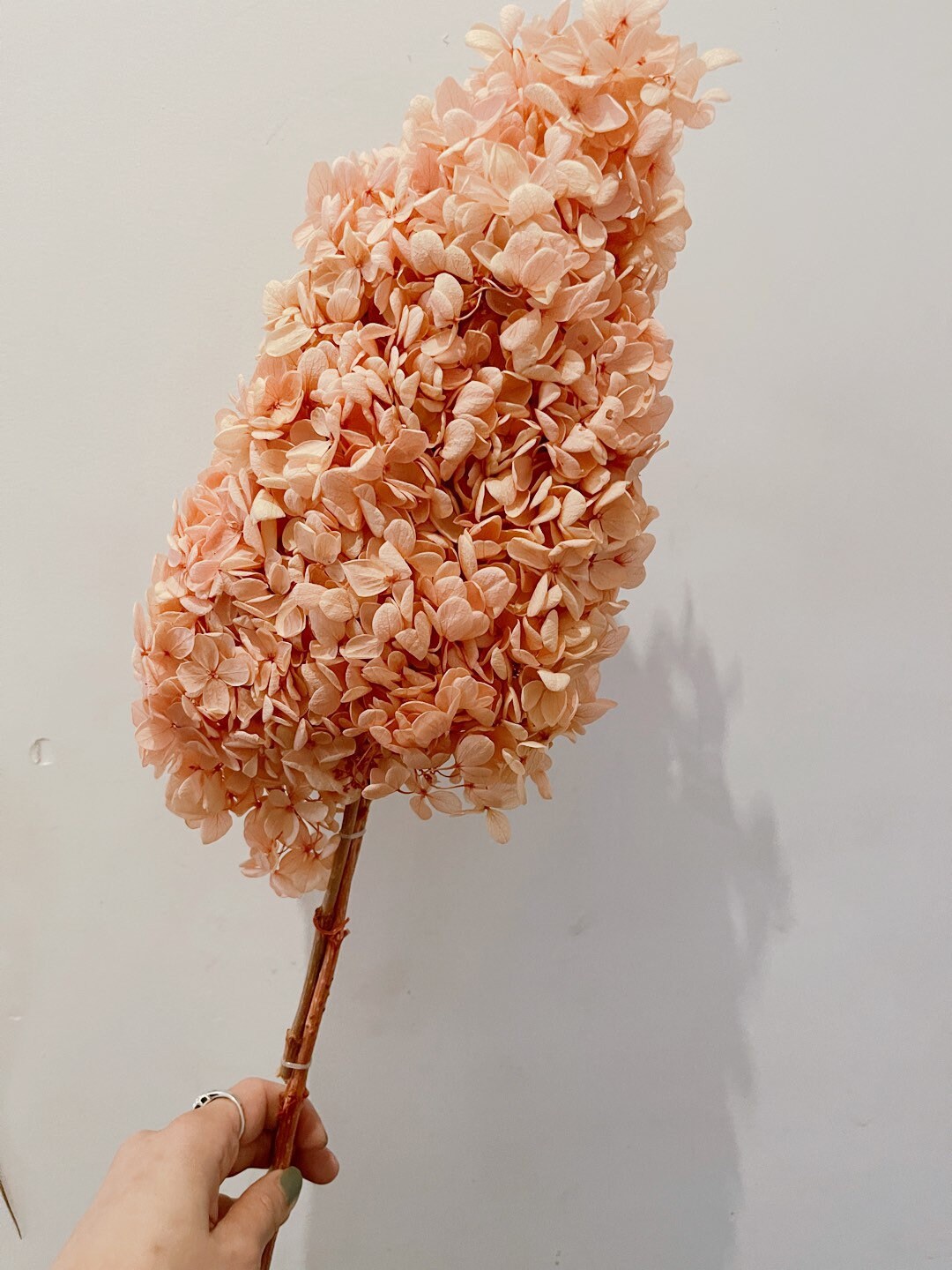 Preserved Hydrangea Paniculata Orange Peach, Jewelry Tool, Resin DIY ...
