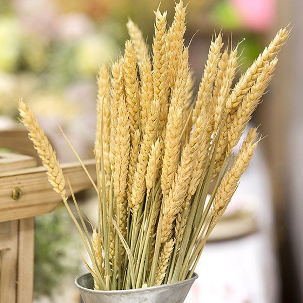 Dried Wheat - Etsy