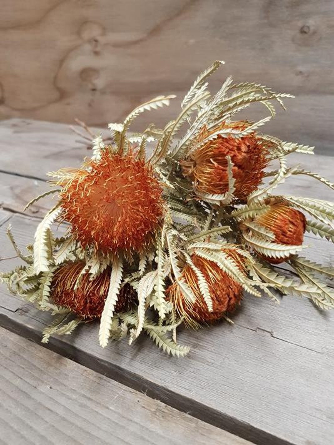 Banksia Dryandra formosa seca australien banskia - Etsy España